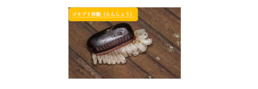 ゴキブリ予防はいつする？ | 千葉の害虫駆除は株式会社Qujolia