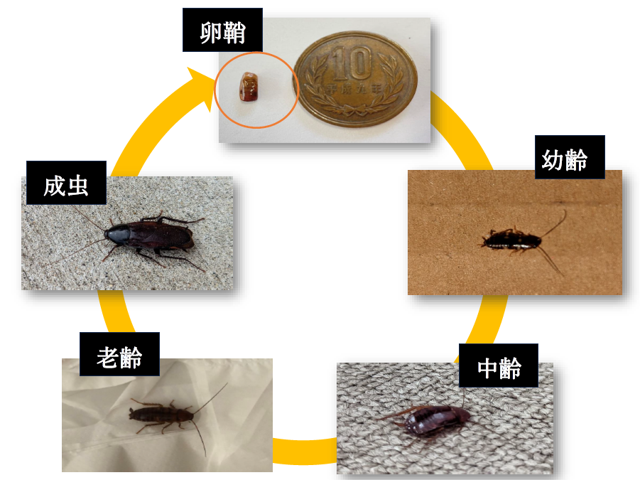 春に向けてのゴキブリ対策をしましょう！ | 千葉の害虫駆除は株式会社Qujolia